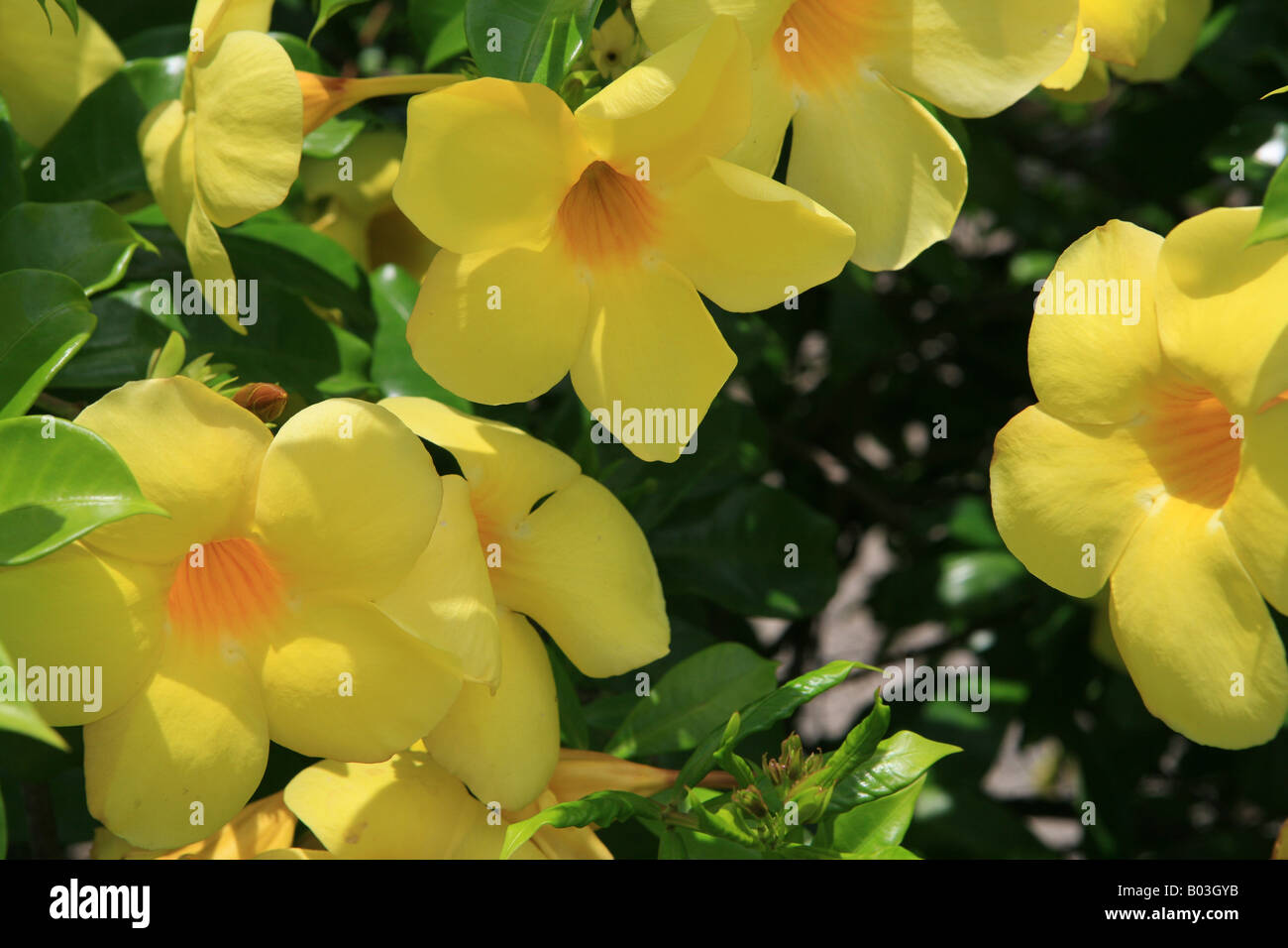 Flowers on Moorea - island next to Tahiti Stock Photo - Alamy