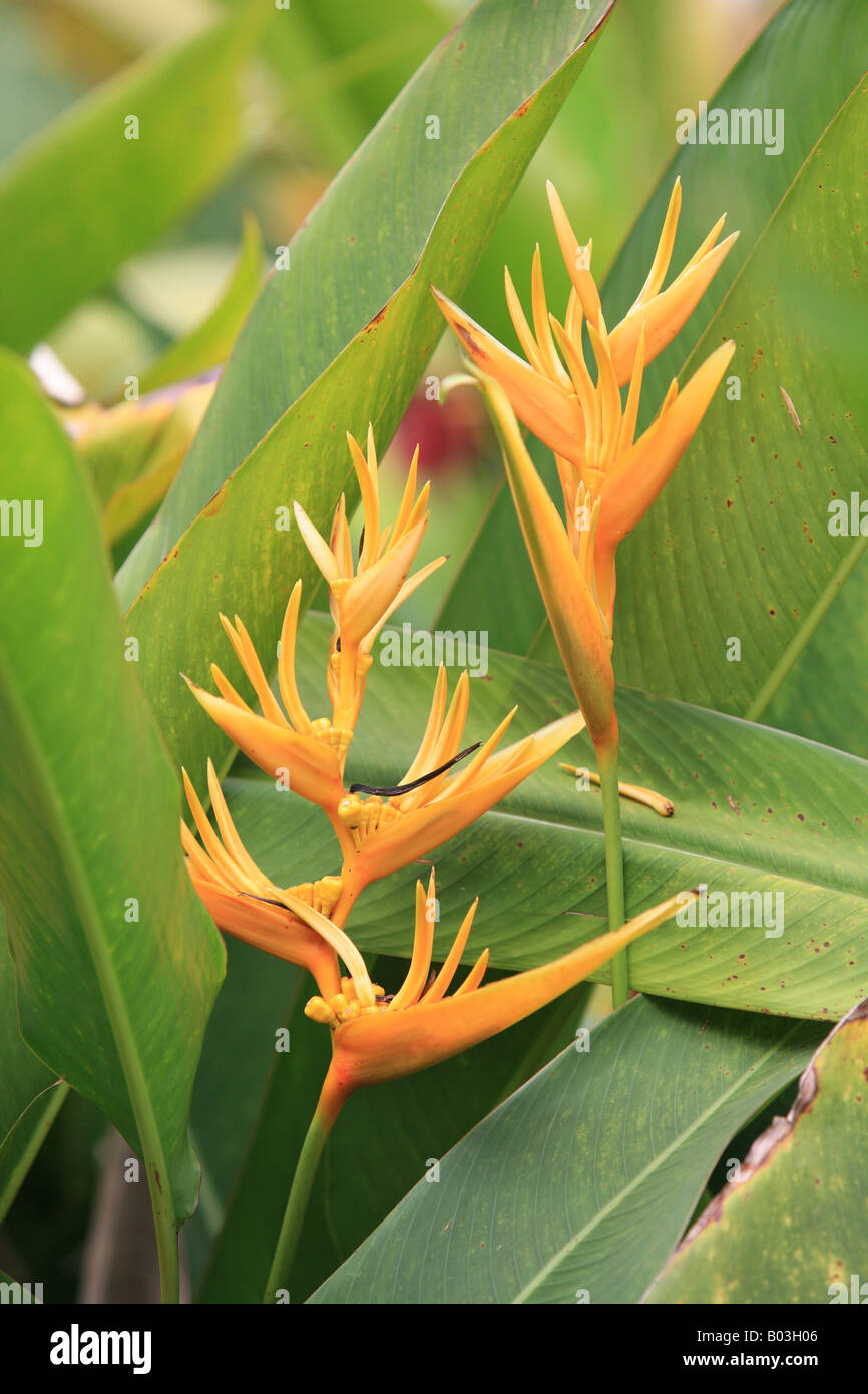 Flower on Moorea island next to Tahiti Stock Photo - Alamy