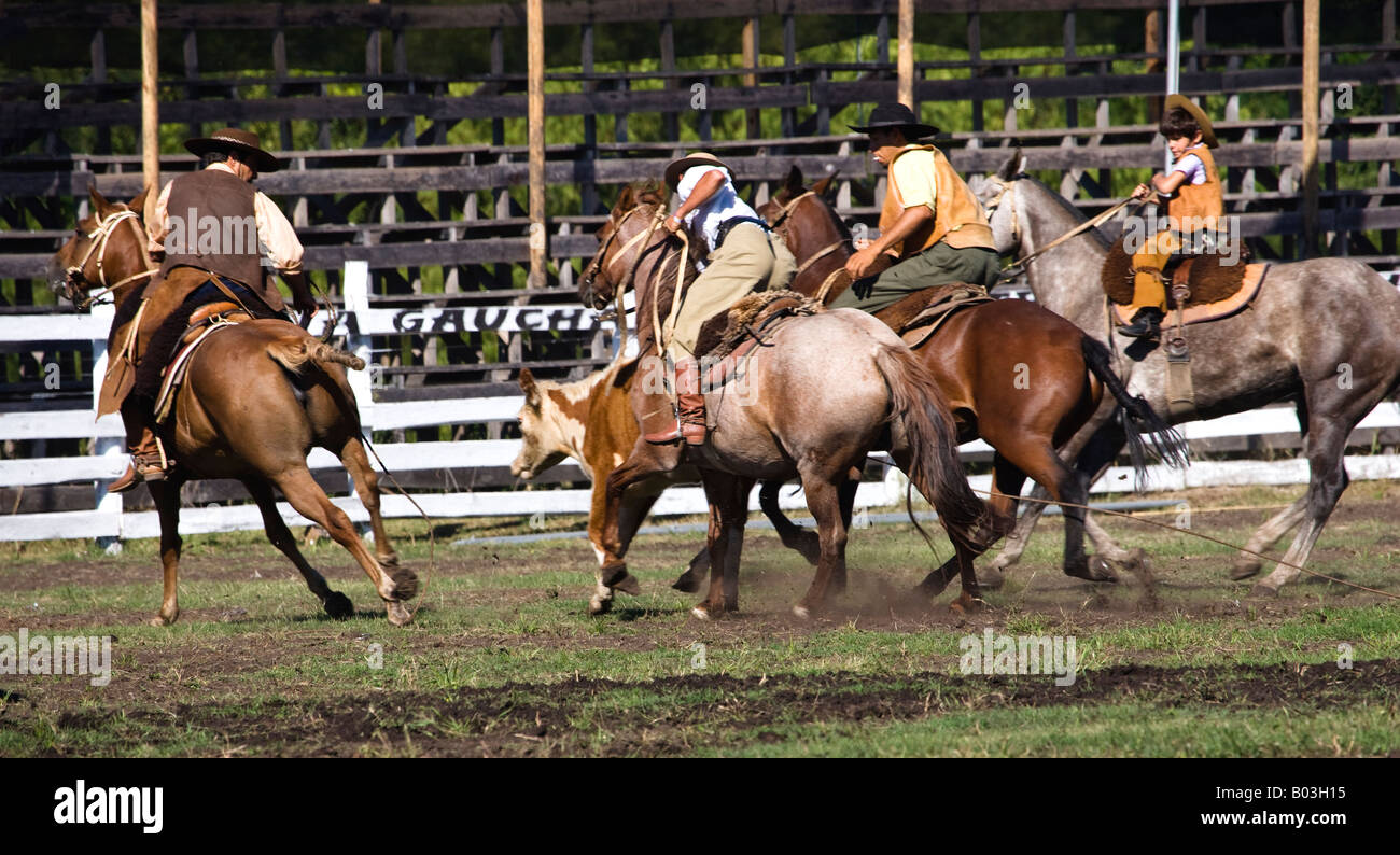 Cattle herding competition hi-res stock photography and images - Alamy