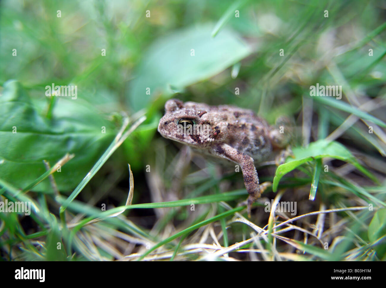Hopping toad hi-res stock photography and images - Alamy