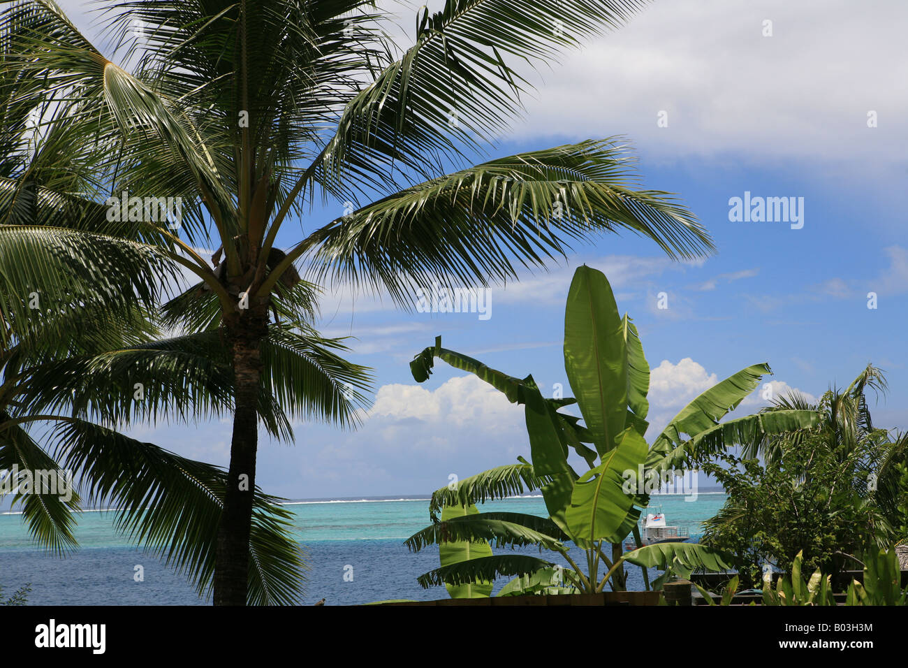 Palm or coconut trees on Moorea next to Tahiti island in the Pacific ...