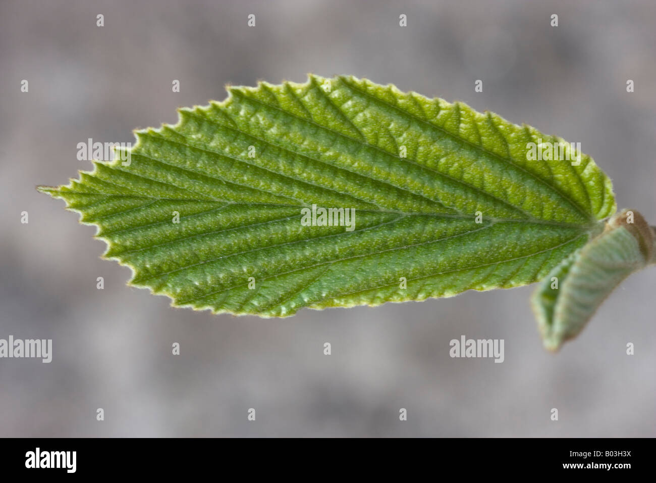 Emerging leaf hi-res stock photography and images - Alamy