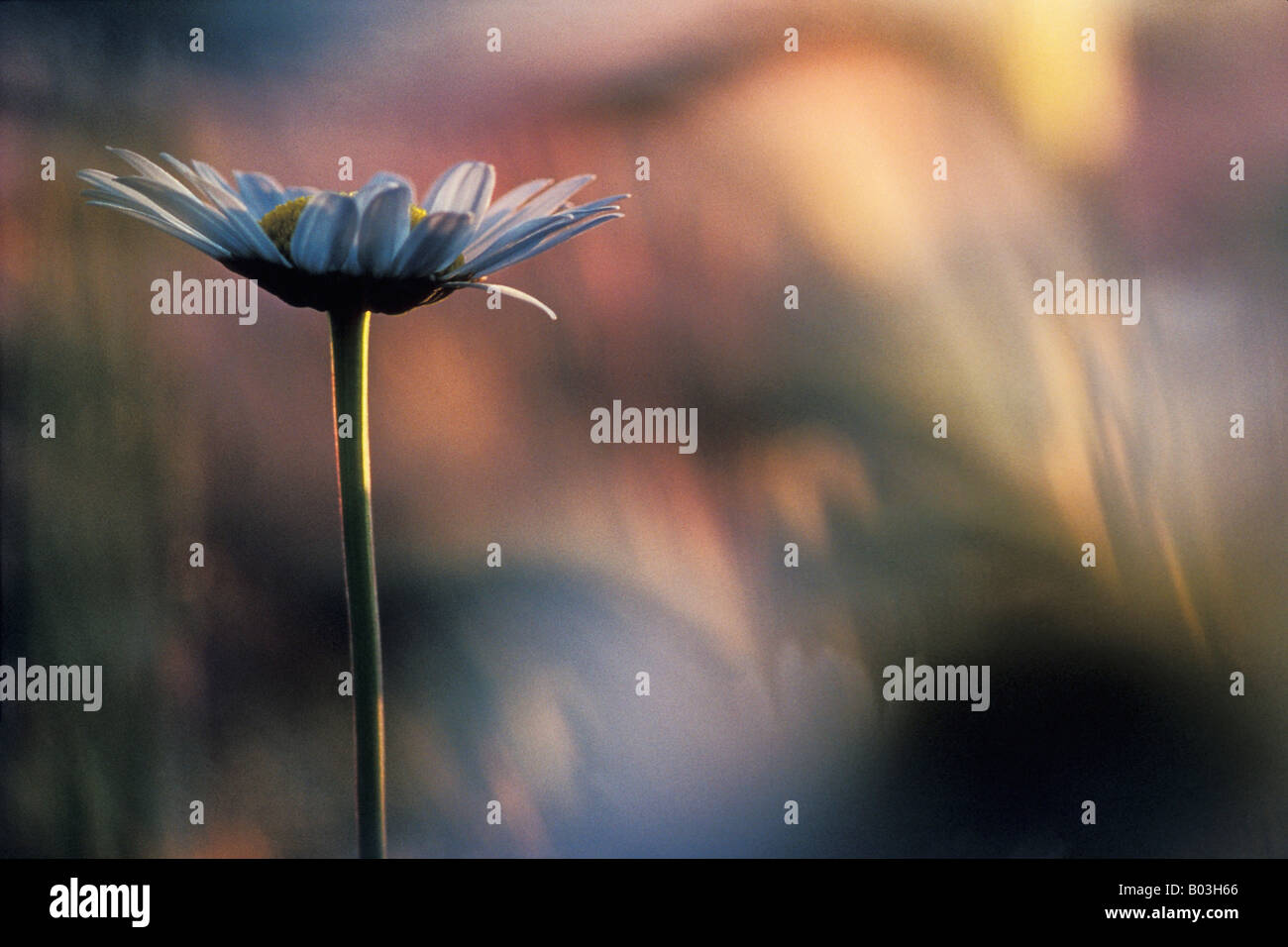 Golden marguerite daisy hi-res stock photography and images - Alamy