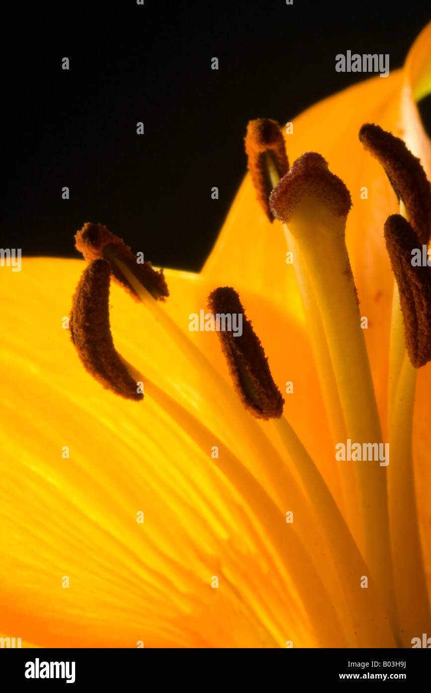 Yellow ragdoll sunflower closeup for a background with edgy lighting ...