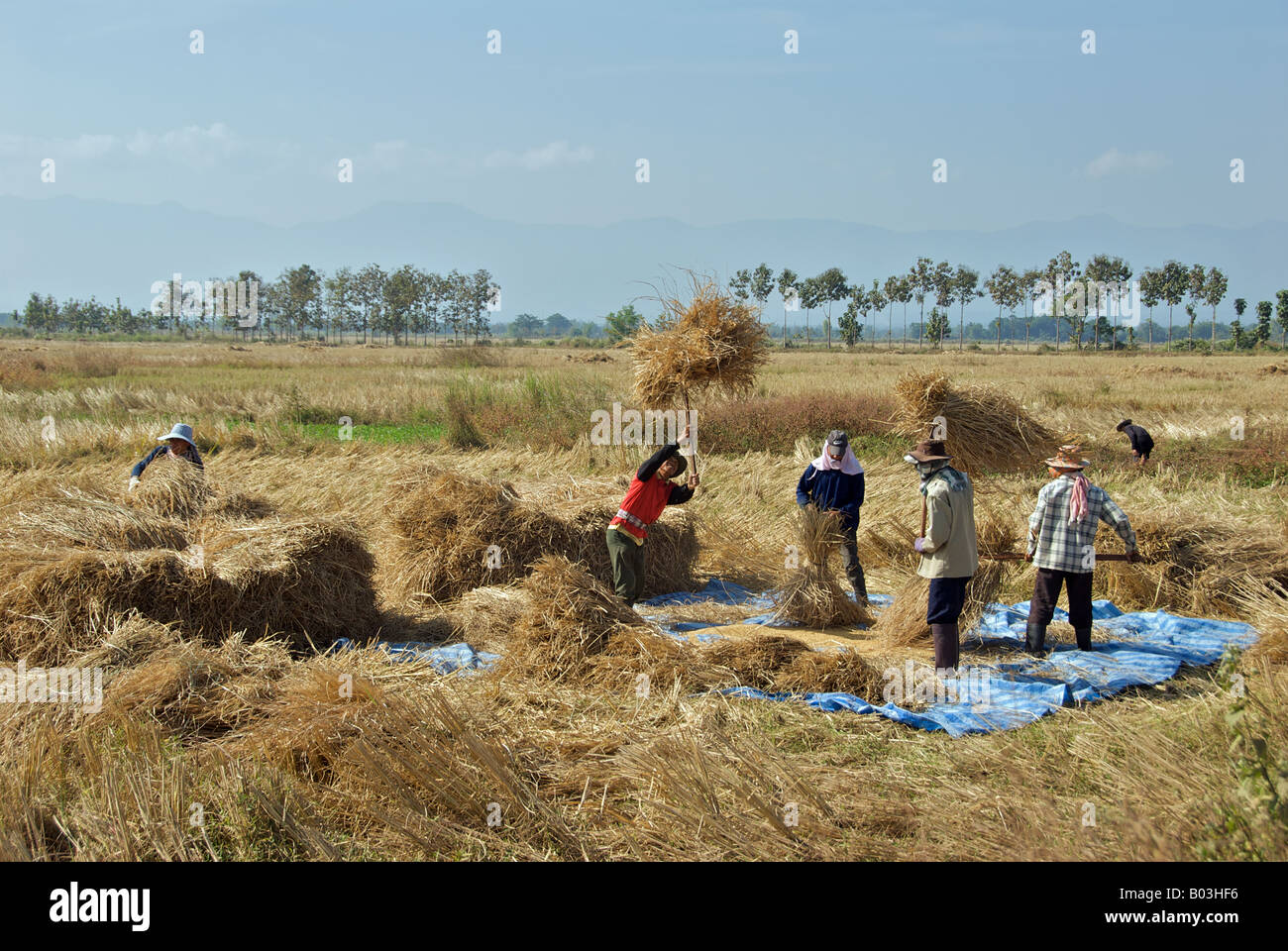 Traditional threshing method hi-res stock photography and images - Alamy