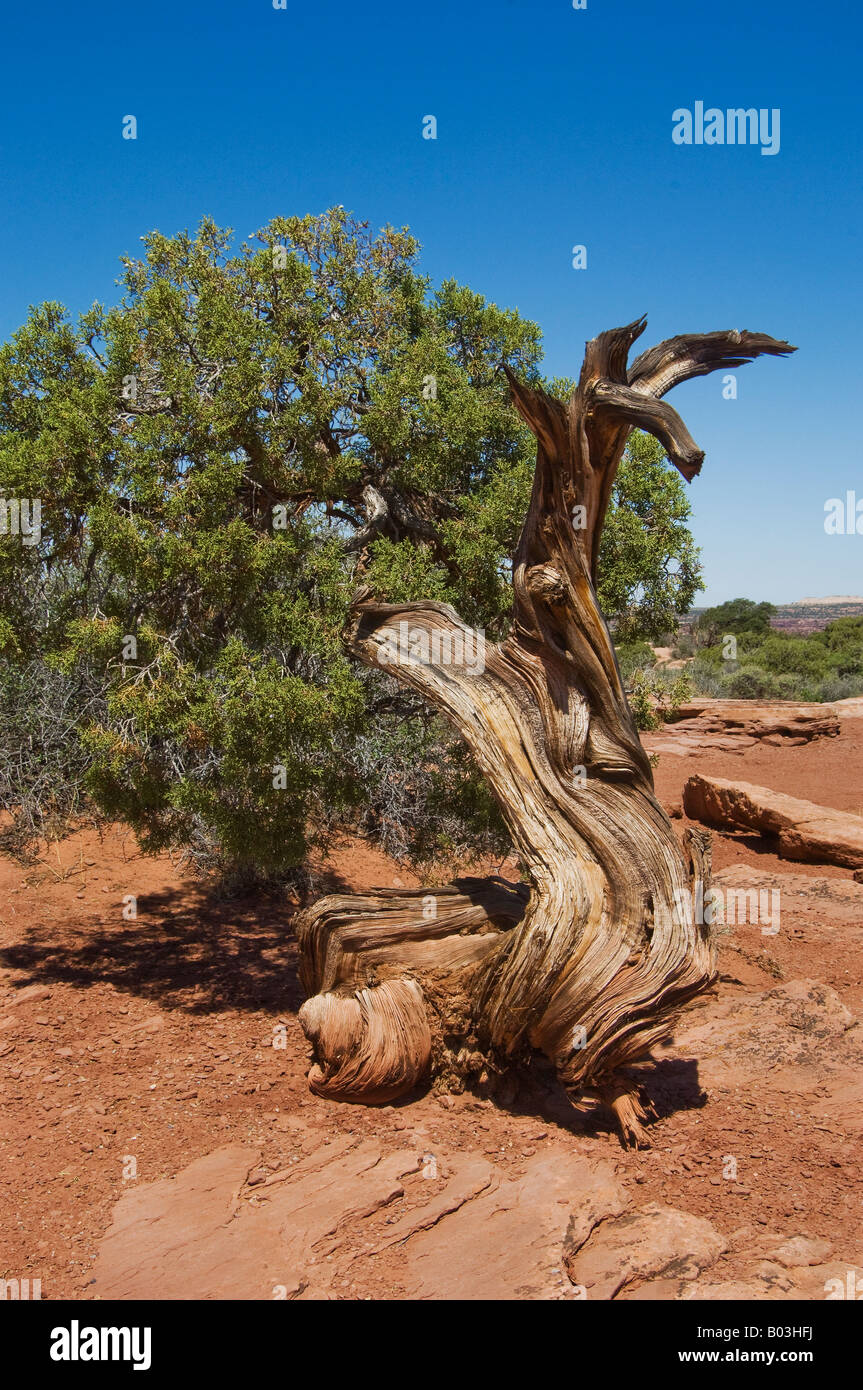 Juniper tree, Island in the Sky Stock Photo - Alamy