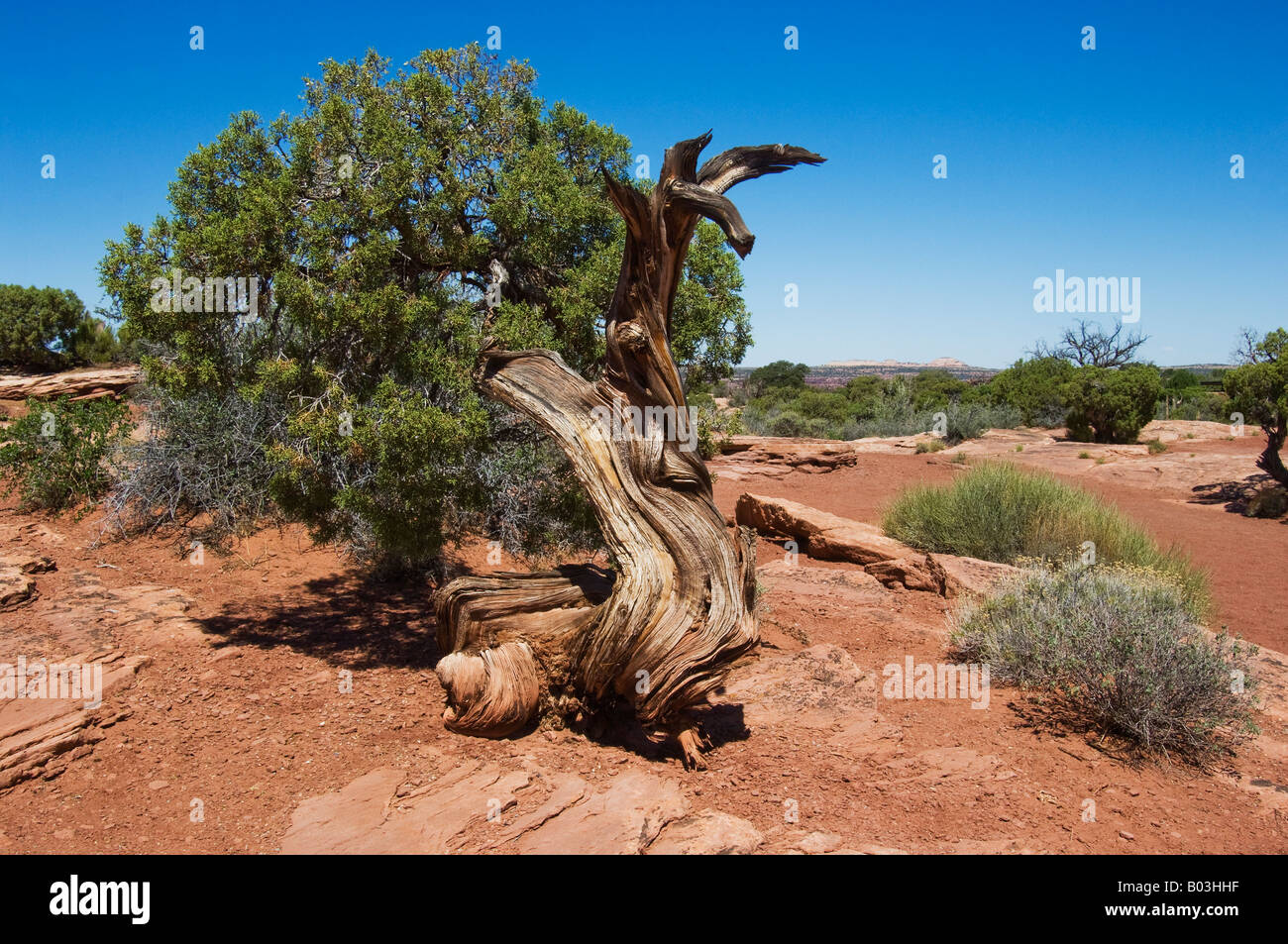 Juniper tree, Island in the Sky Stock Photo - Alamy