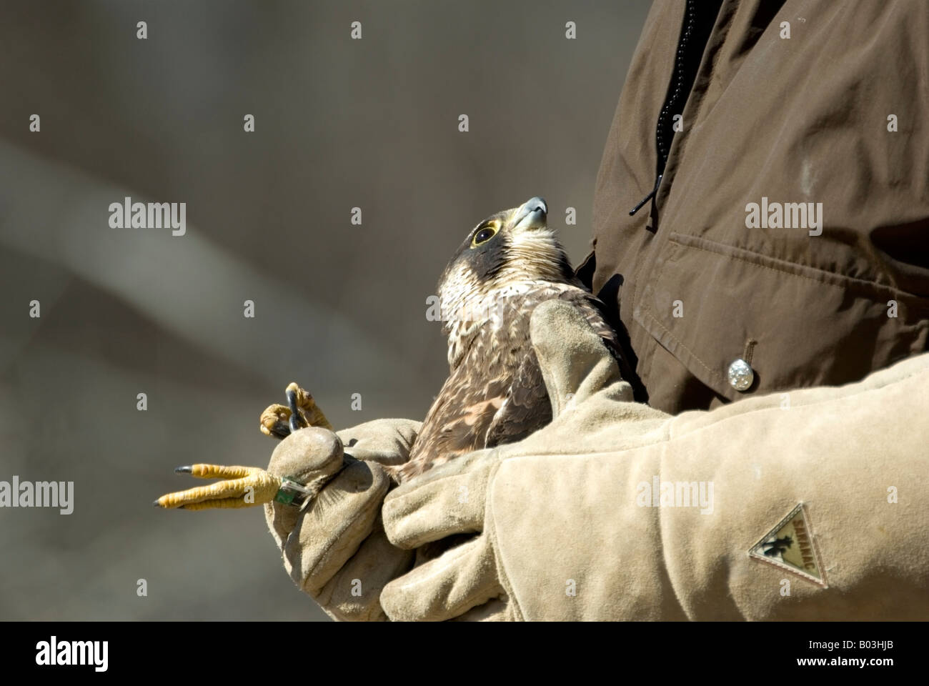 Wildlife rehabilitated bird hi-res stock photography and images - Alamy