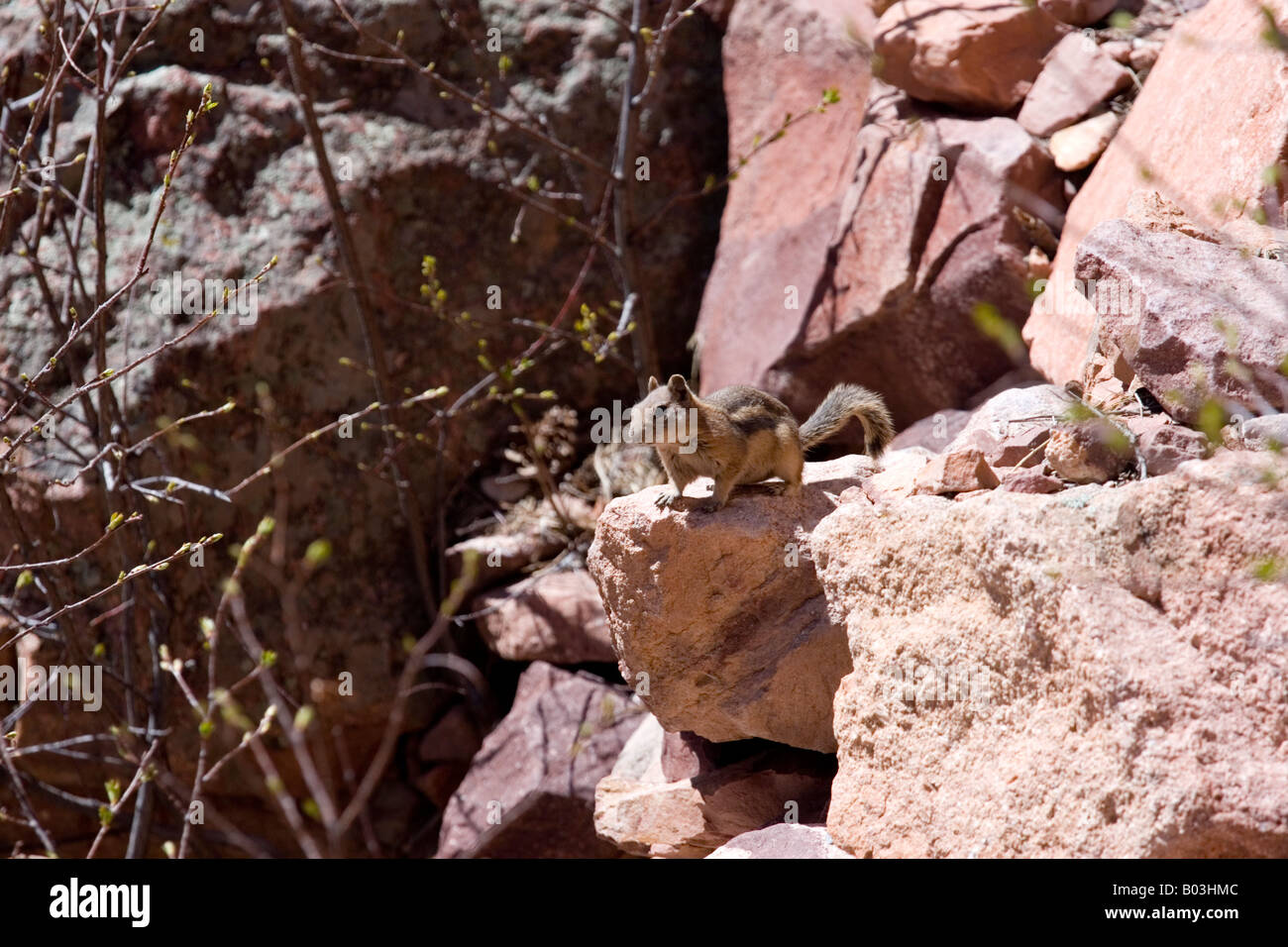 Mountain ground squirrel hi-res stock photography and images - Alamy