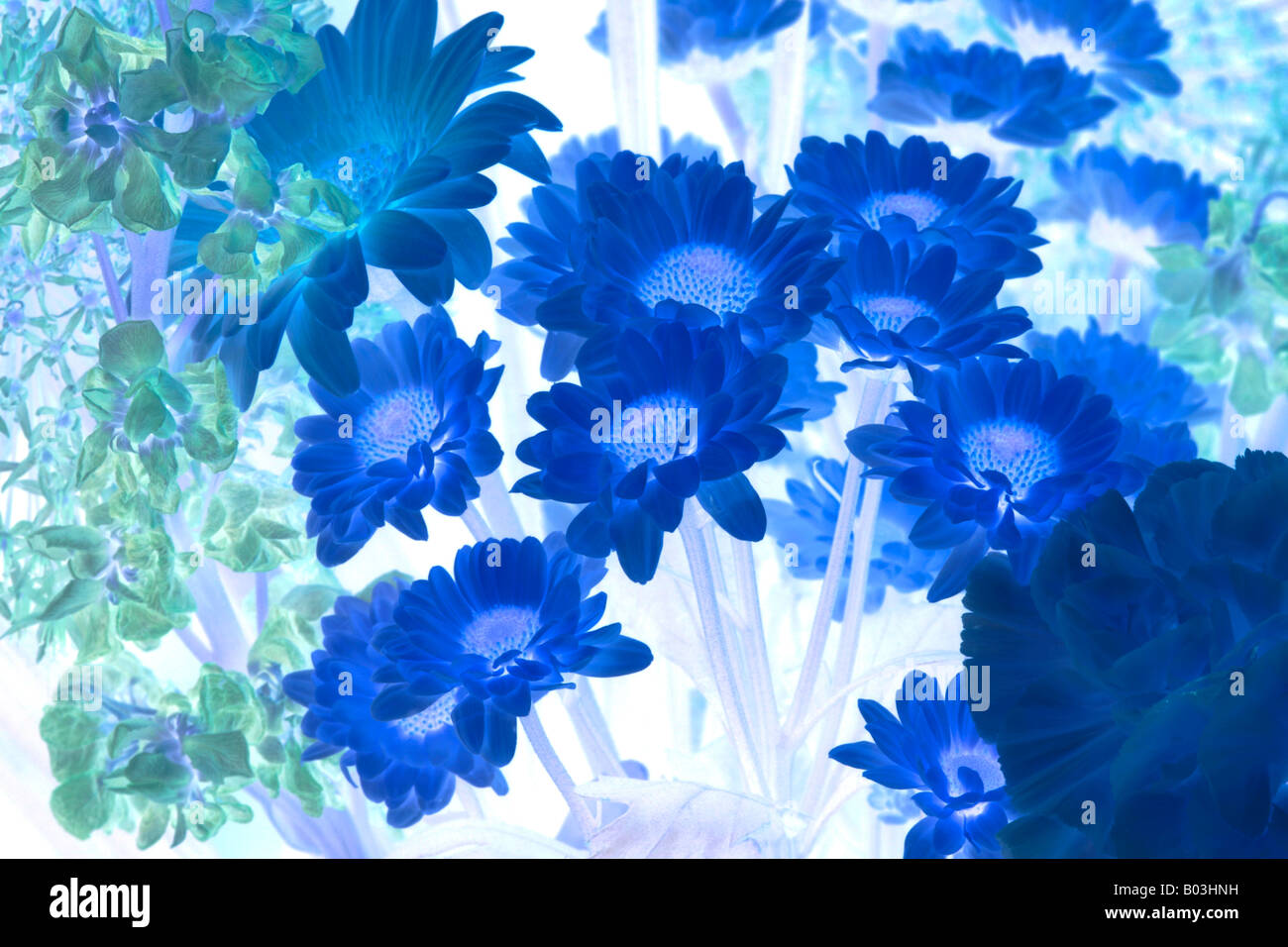 Selection of flowers arranged for display close up Stock Photo - Alamy