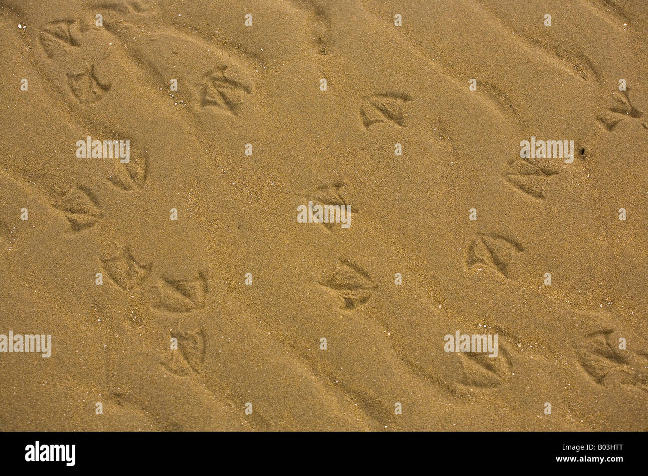 Shorebird tracks hi-res stock photography and images - Alamy