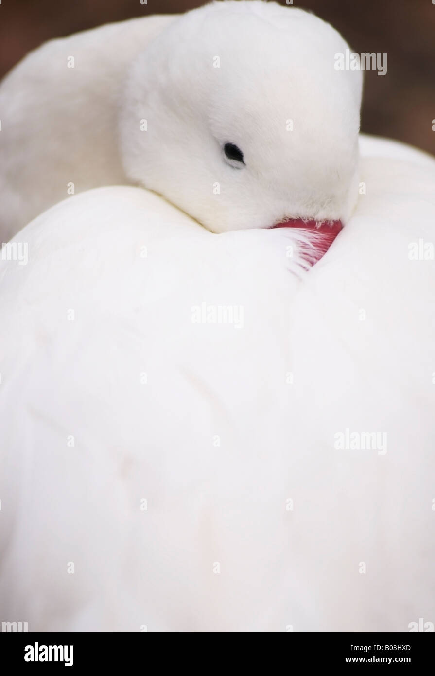 Insulation of feathers hi-res stock photography and images - Alamy