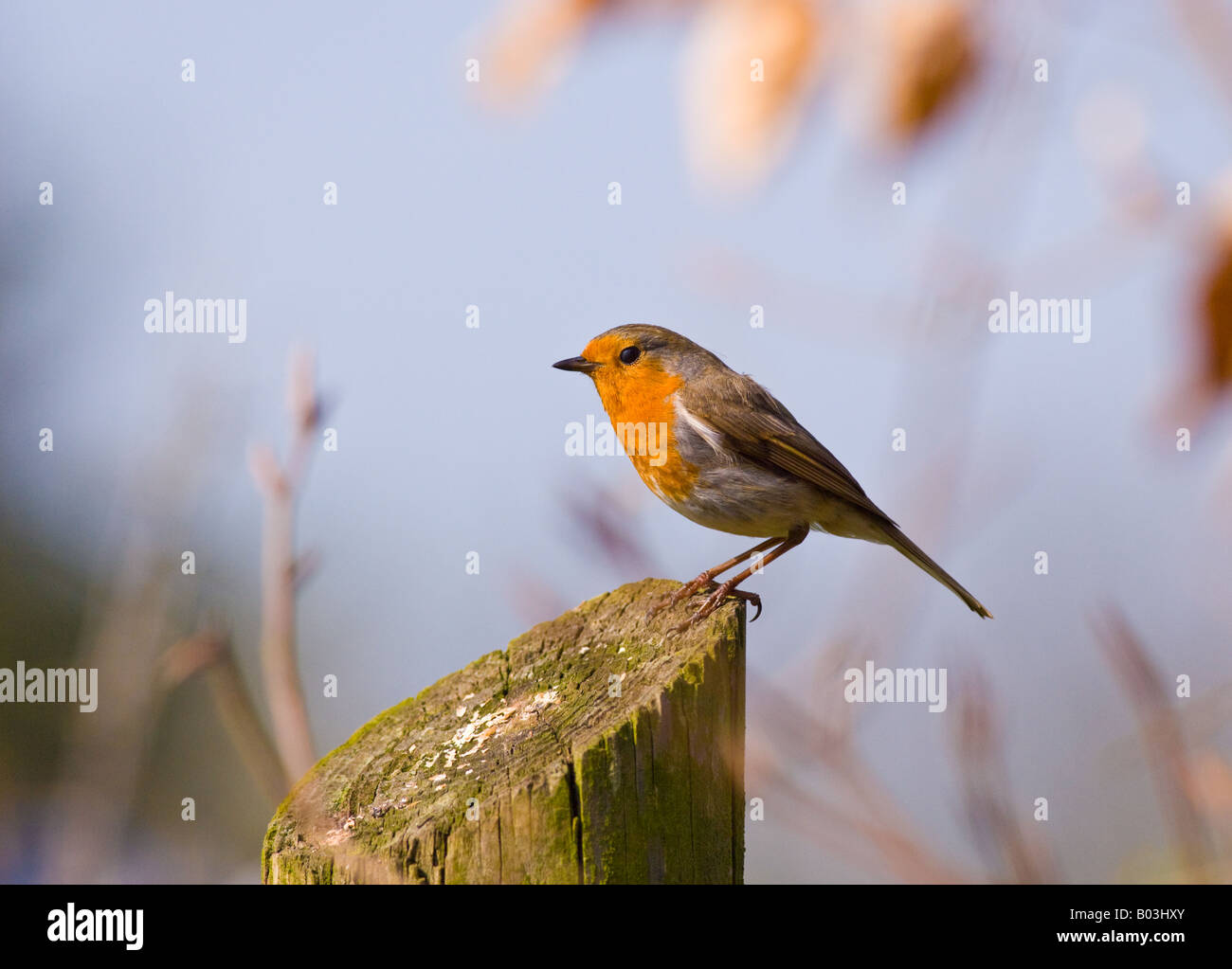 Robin on post Stock Photo - Alamy