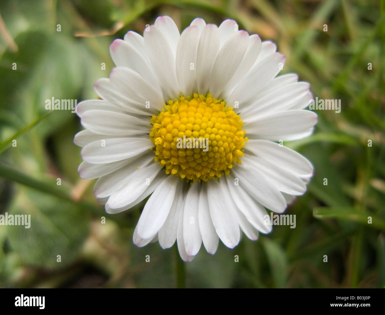 Simple single flower photograph hi-res stock photography and images - Alamy
