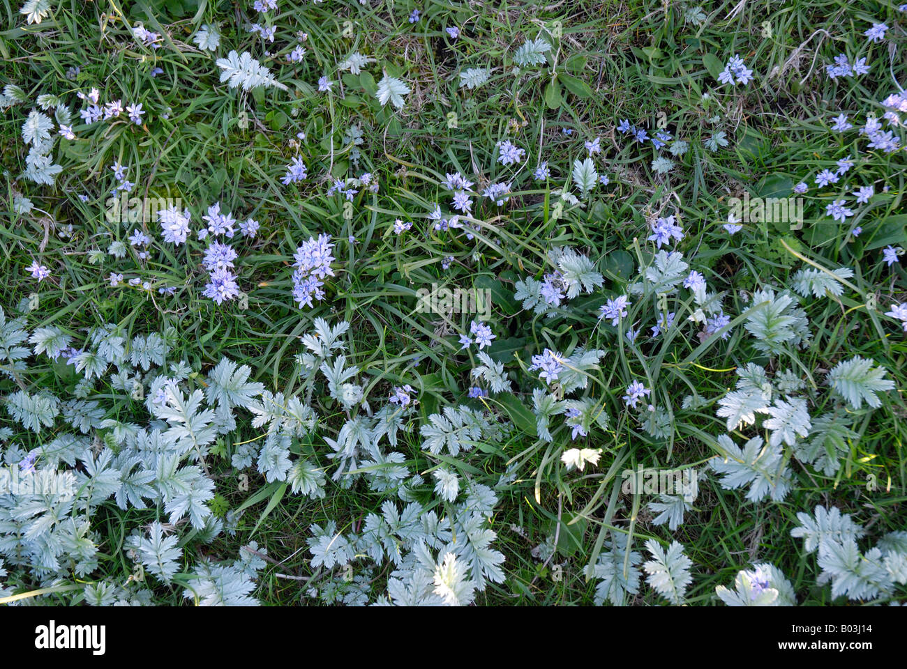 Spring Squill Scilla Verna Wales High Resolution Stock Photography and ...