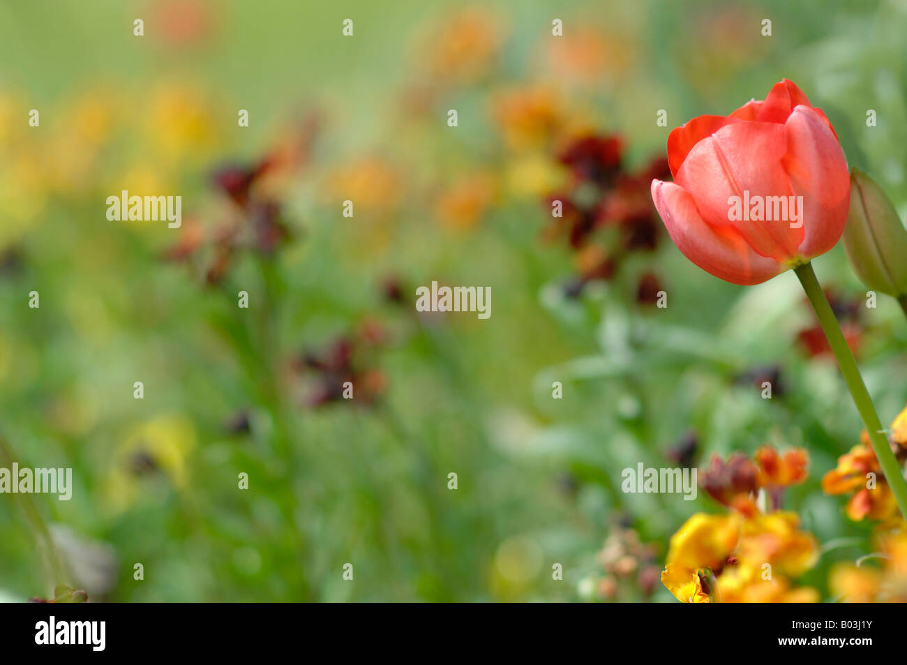 Tulips wallflowers garden hi-res stock photography and images - Alamy