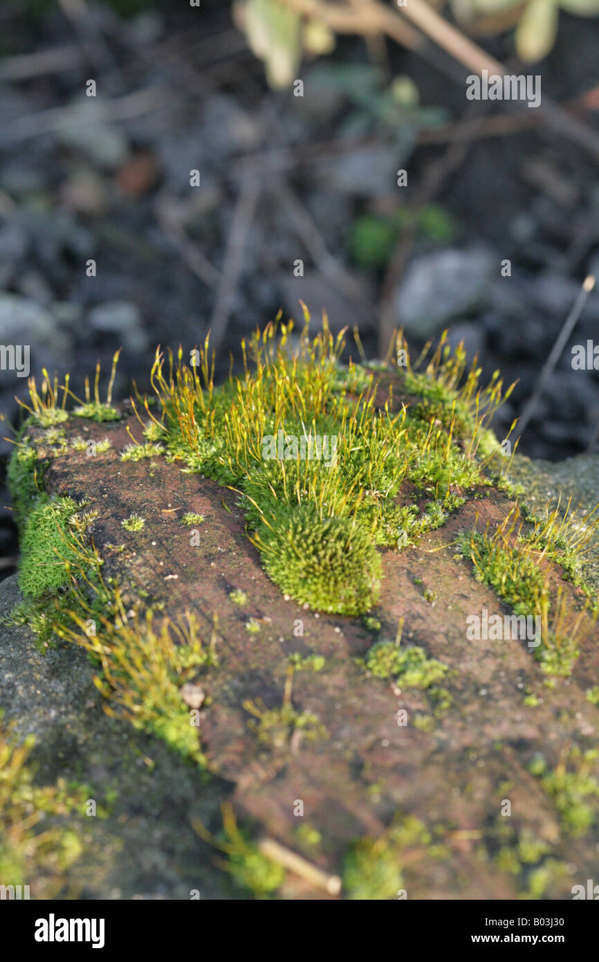 Wall screw mosses hi-res stock photography and images - Alamy