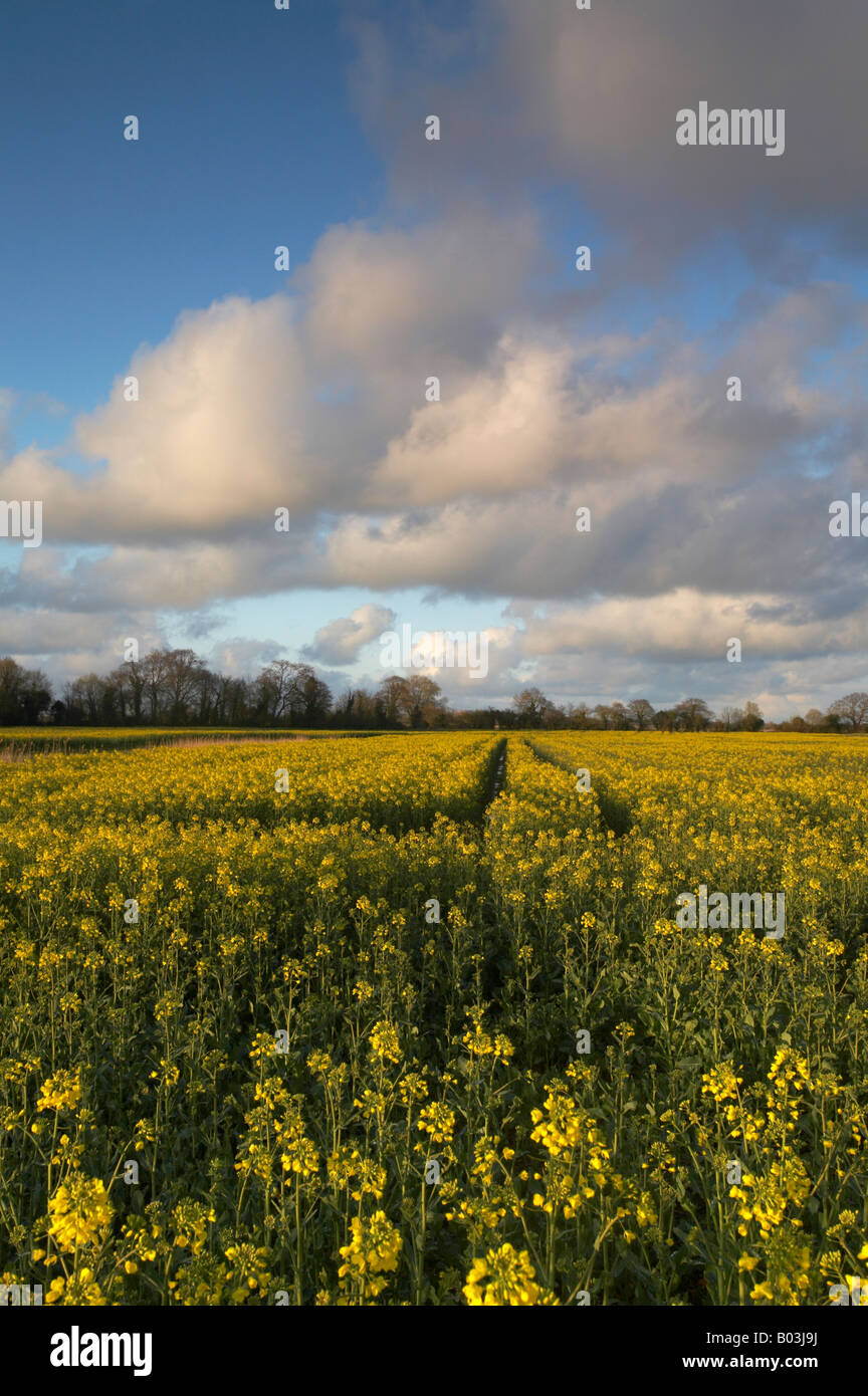 Field of canola rape seed in Norfolk UK Stock Photo - Alamy