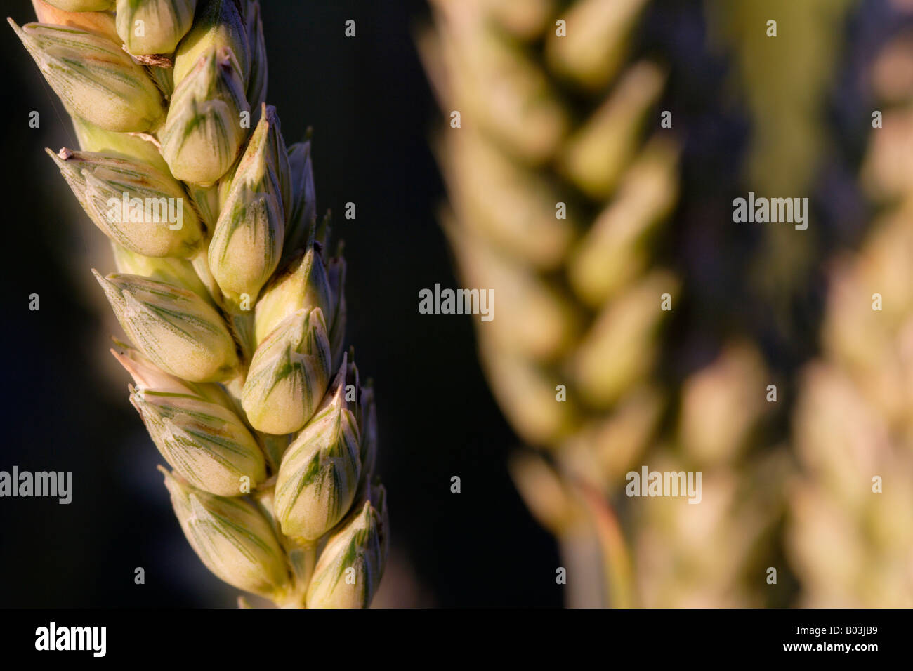 wheat crop close up England UK Stock Photo - Alamy