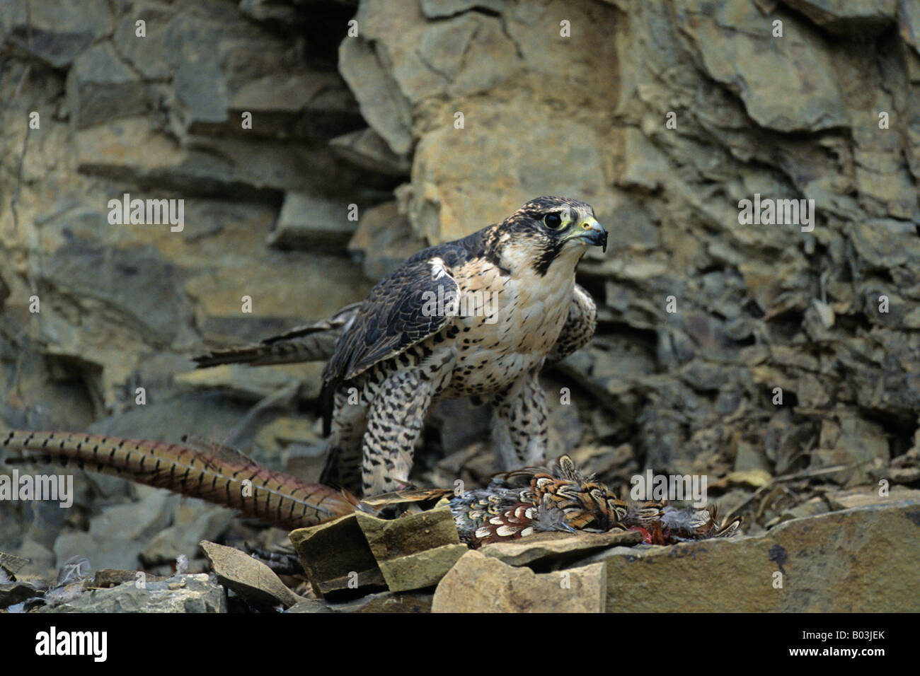 Saker Peregrine Falcon standing over a pheasant kill on a ledge in a ...