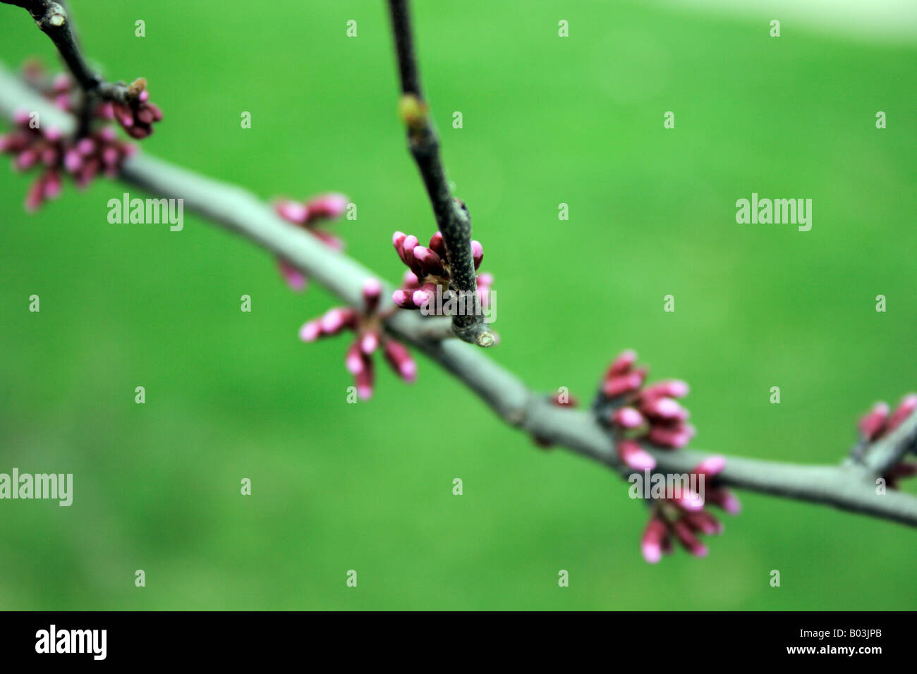Eastern Redbud blossoms on a slender branch on green Stock Photo - Alamy