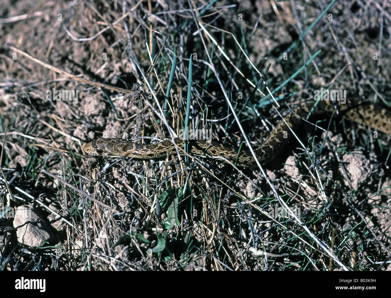 Pacific gopher snake Pituophis catenifer Santa Cruz Mountains ...