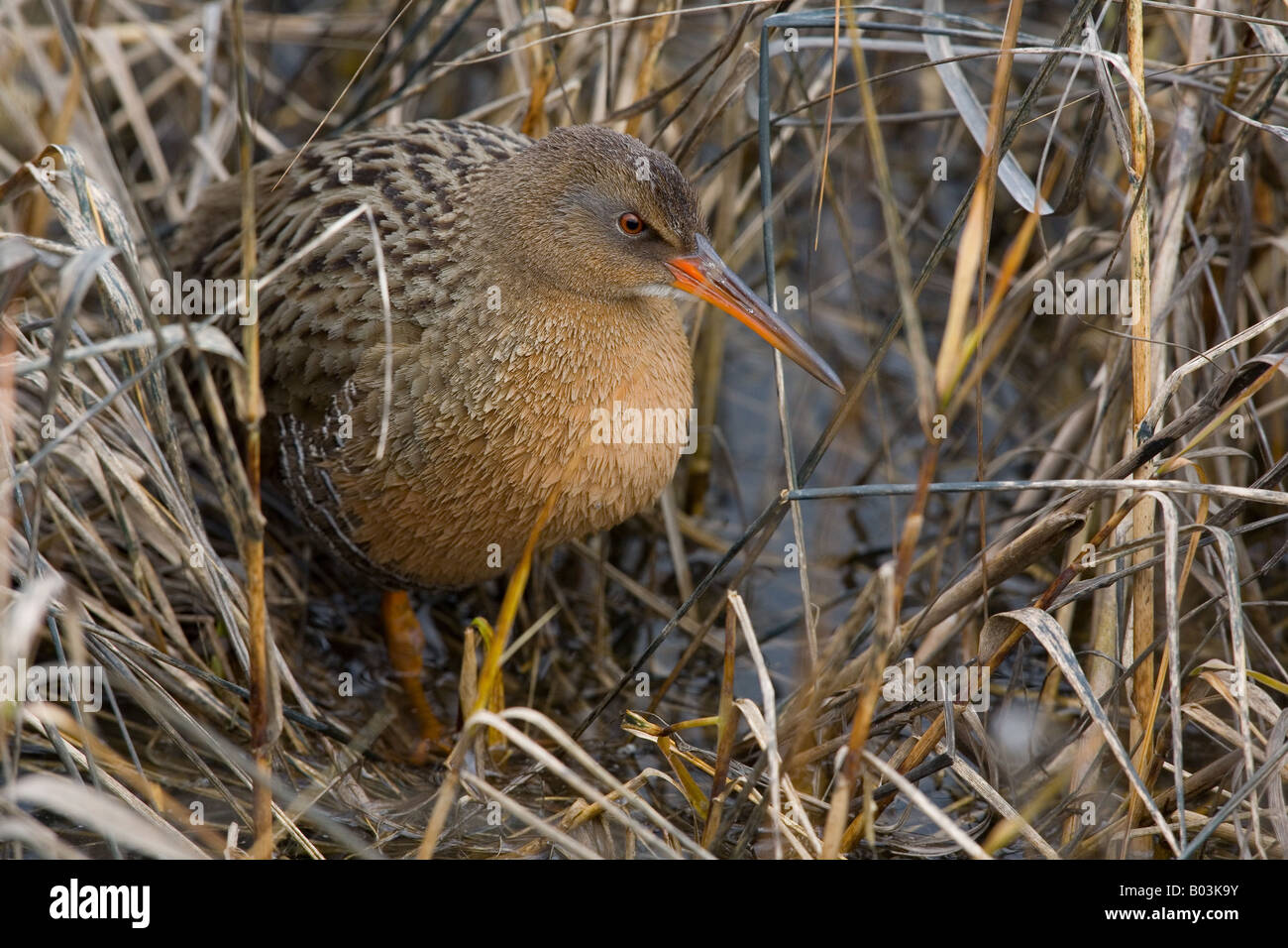 Rallus species hi-res stock photography and images - Alamy
