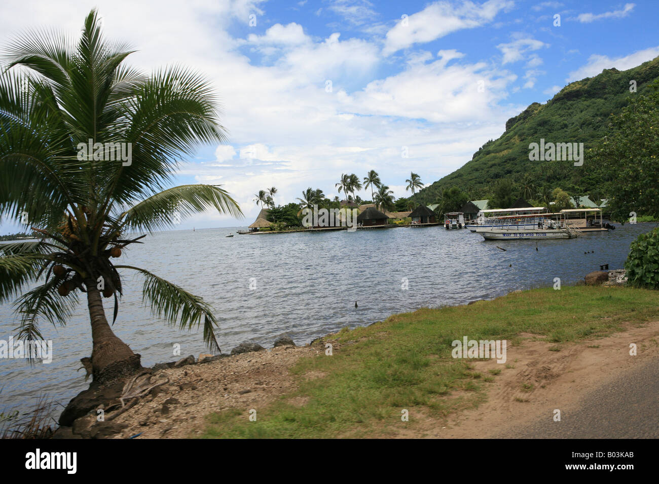Palm or coconut tree on Moorea next to Tahiti island in the Pacific ...
