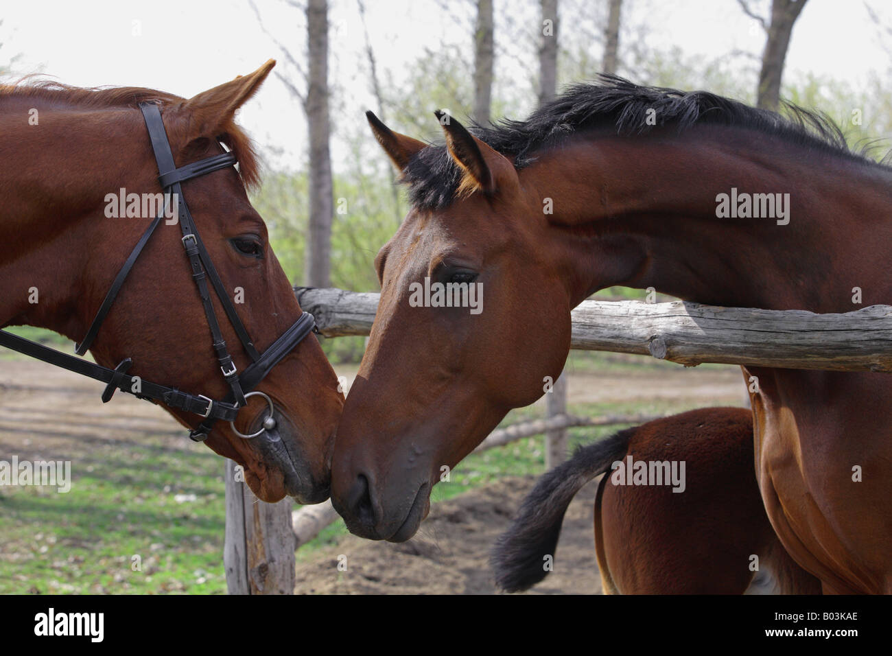 Two horses in a stable Stock Photo - Alamy