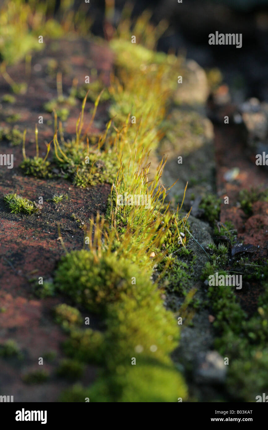 Tortula moss hi-res stock photography and images - Alamy