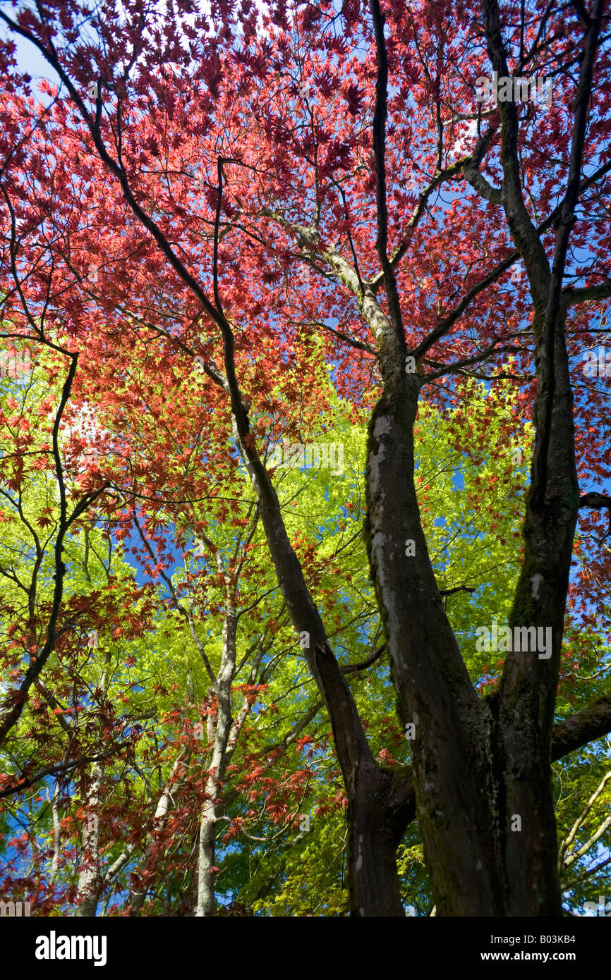 Arbre et feuilles au printemps hi-res stock photography and images - Alamy