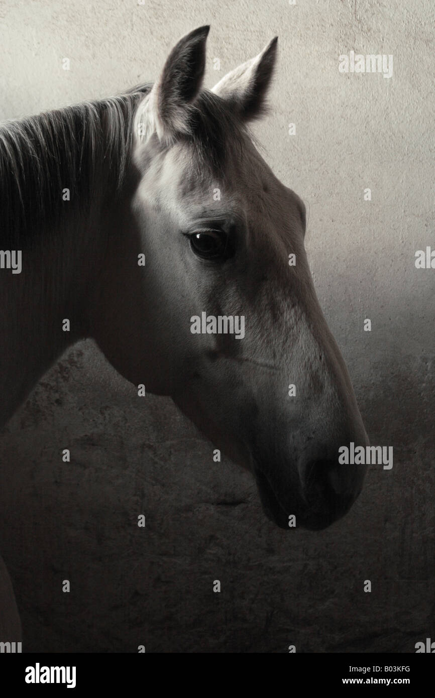 Portrait of the grey horse in dark stable Stock Photo - Alamy