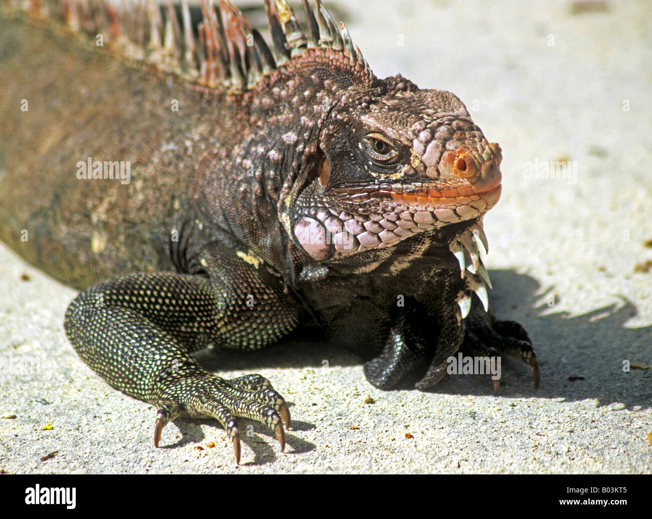 Us virgin islands wildlife hi-res stock photography and images - Alamy