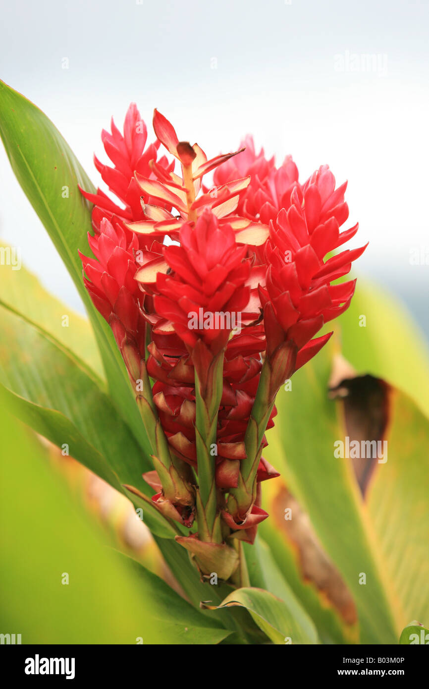 Flower on Moorea island next to Tahiti Stock Photo - Alamy