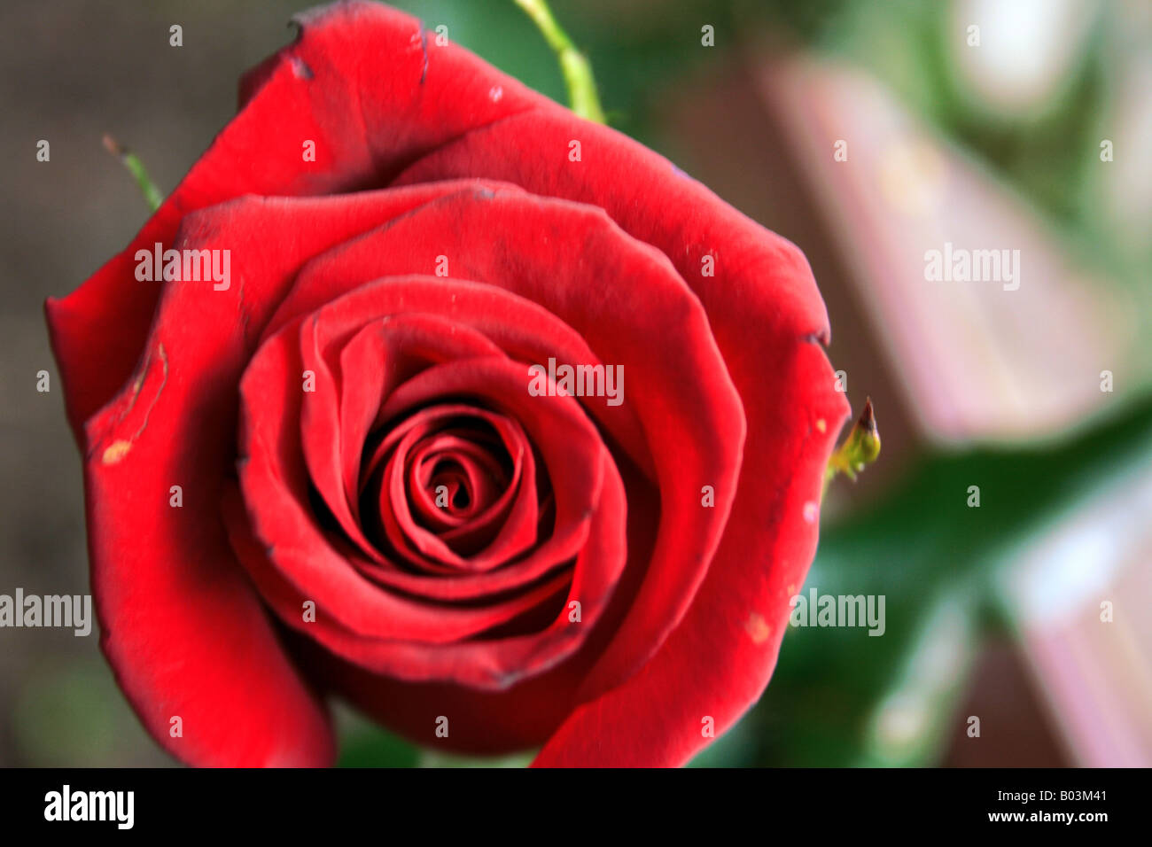 A red rose Stock Photo - Alamy