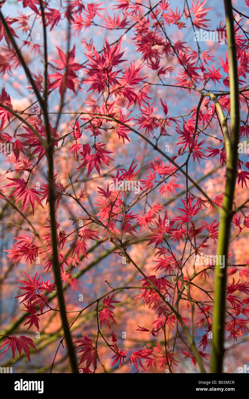 A red palmate Maple at the beginning of the Spring (France). Erable ...