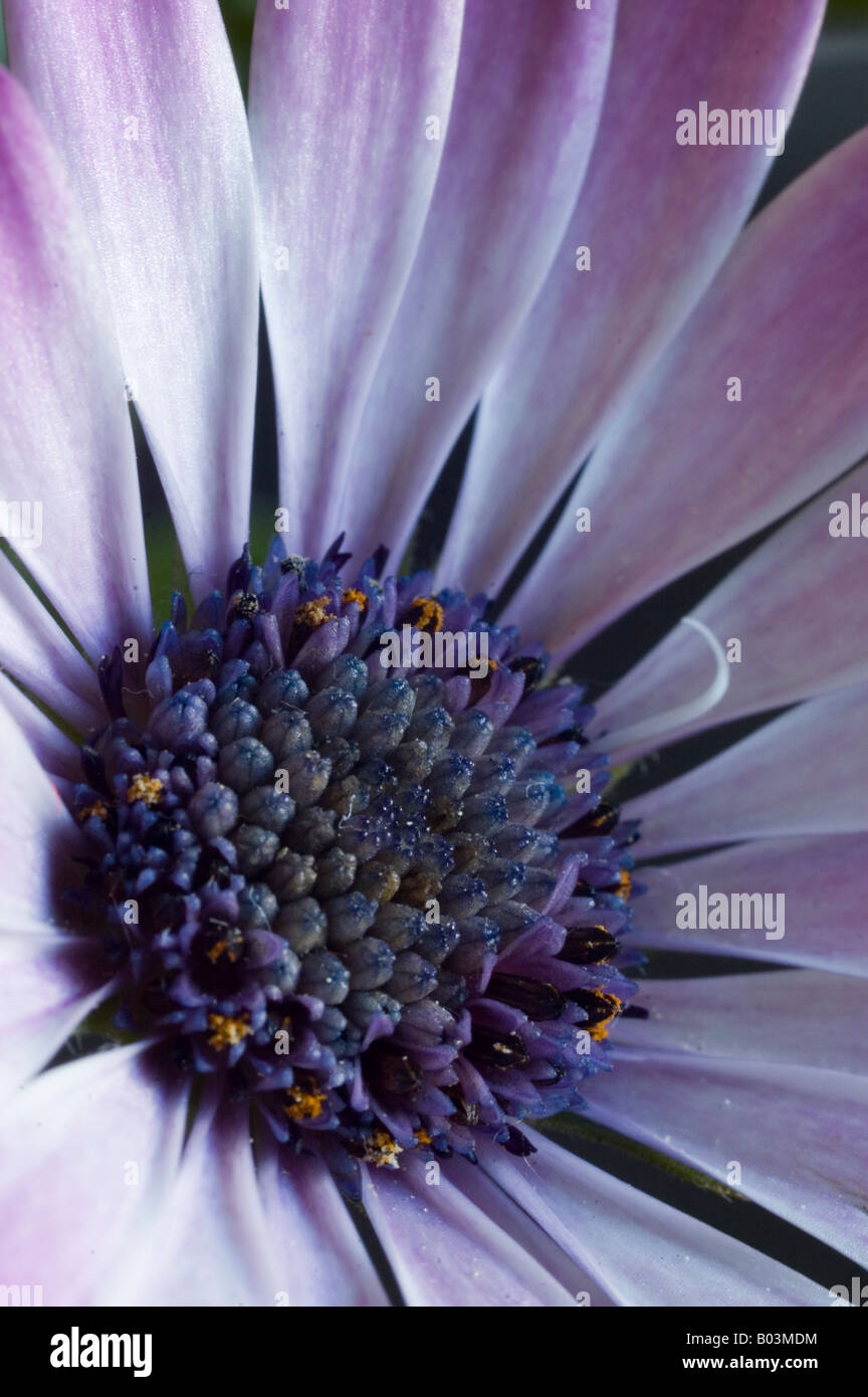 Cape daisy blue eyed daisy hi-res stock photography and images - Alamy