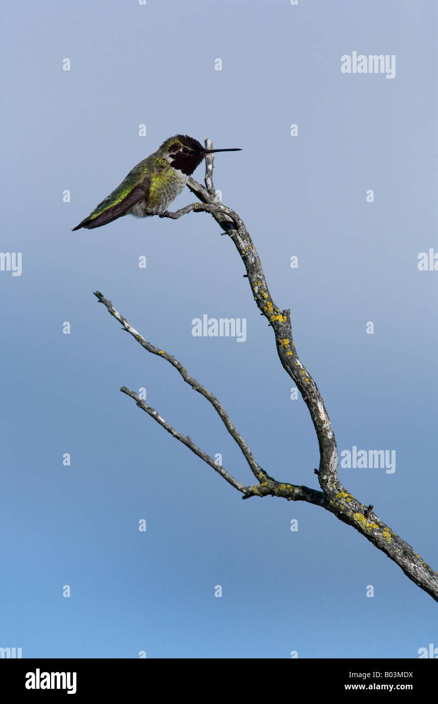 Anna's Hummingbird (Calypte anna Stock Photo - Alamy