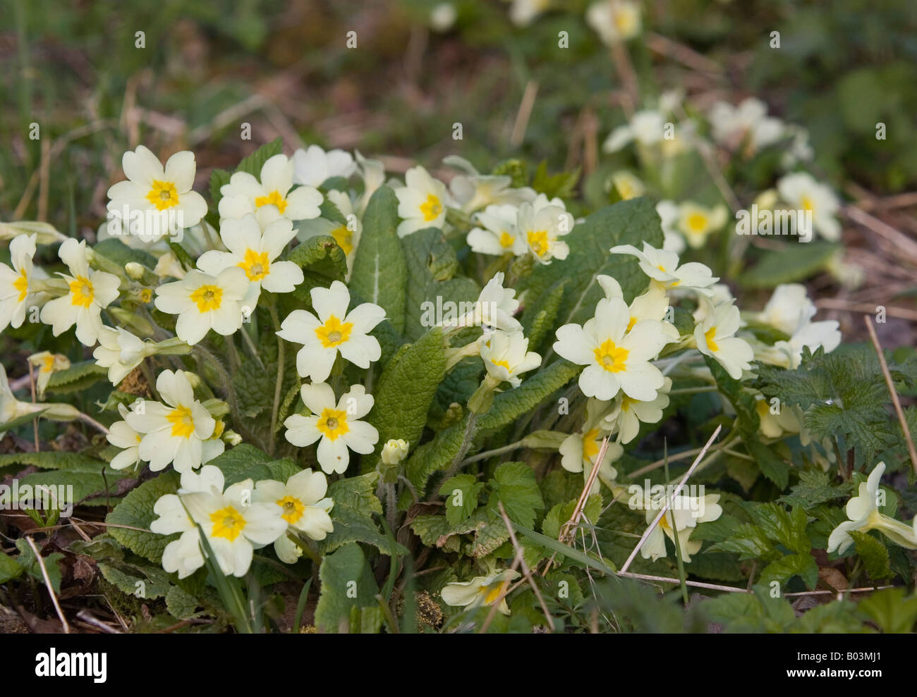 Primrose in UK woodland, spring Stock Photo - Alamy