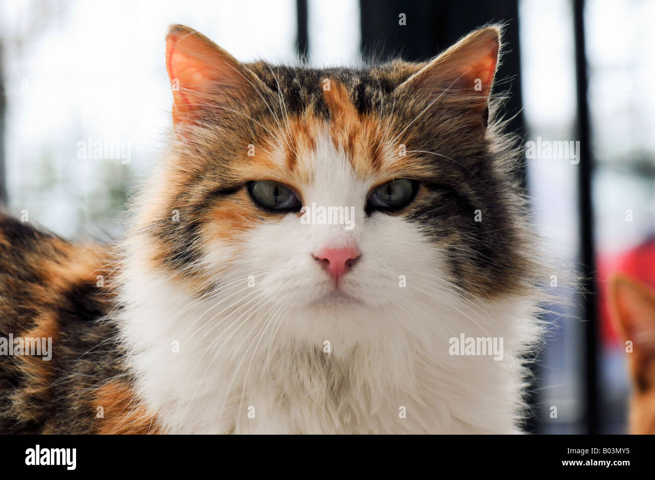 Cats pink nose hi-res stock photography and images - Alamy