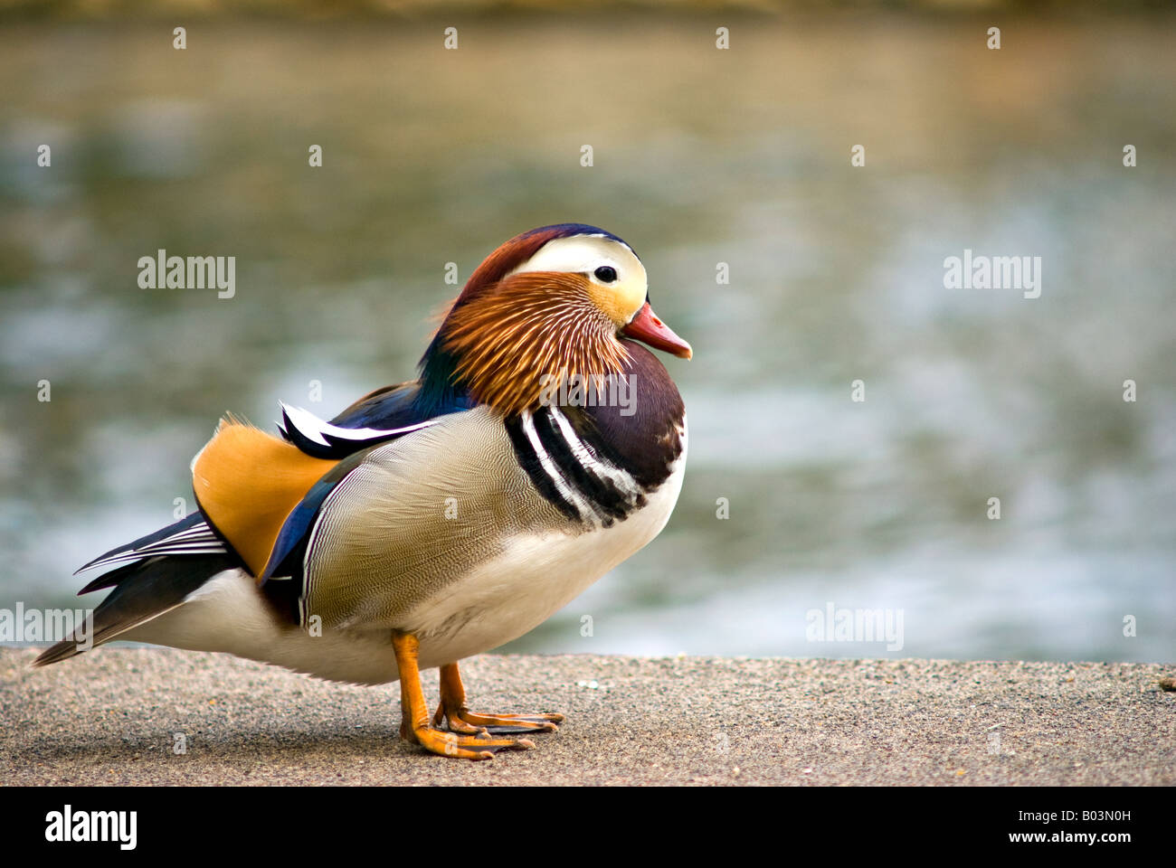 Mandarina duck hi-res stock photography and images - Alamy