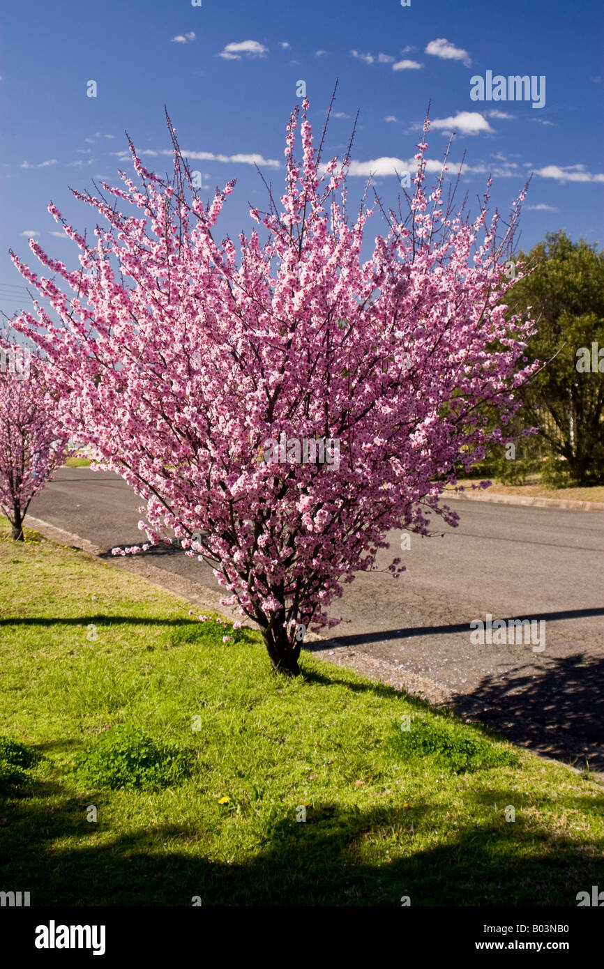 trees growing beside a suburban street Stock Photo - Alamy