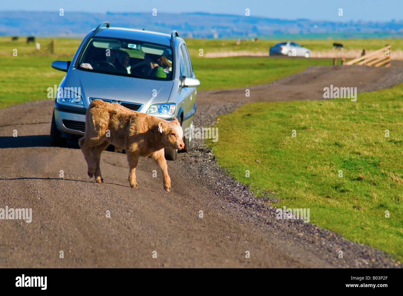 Car driving toward a calf in the road (2 Stock Photo - Alamy