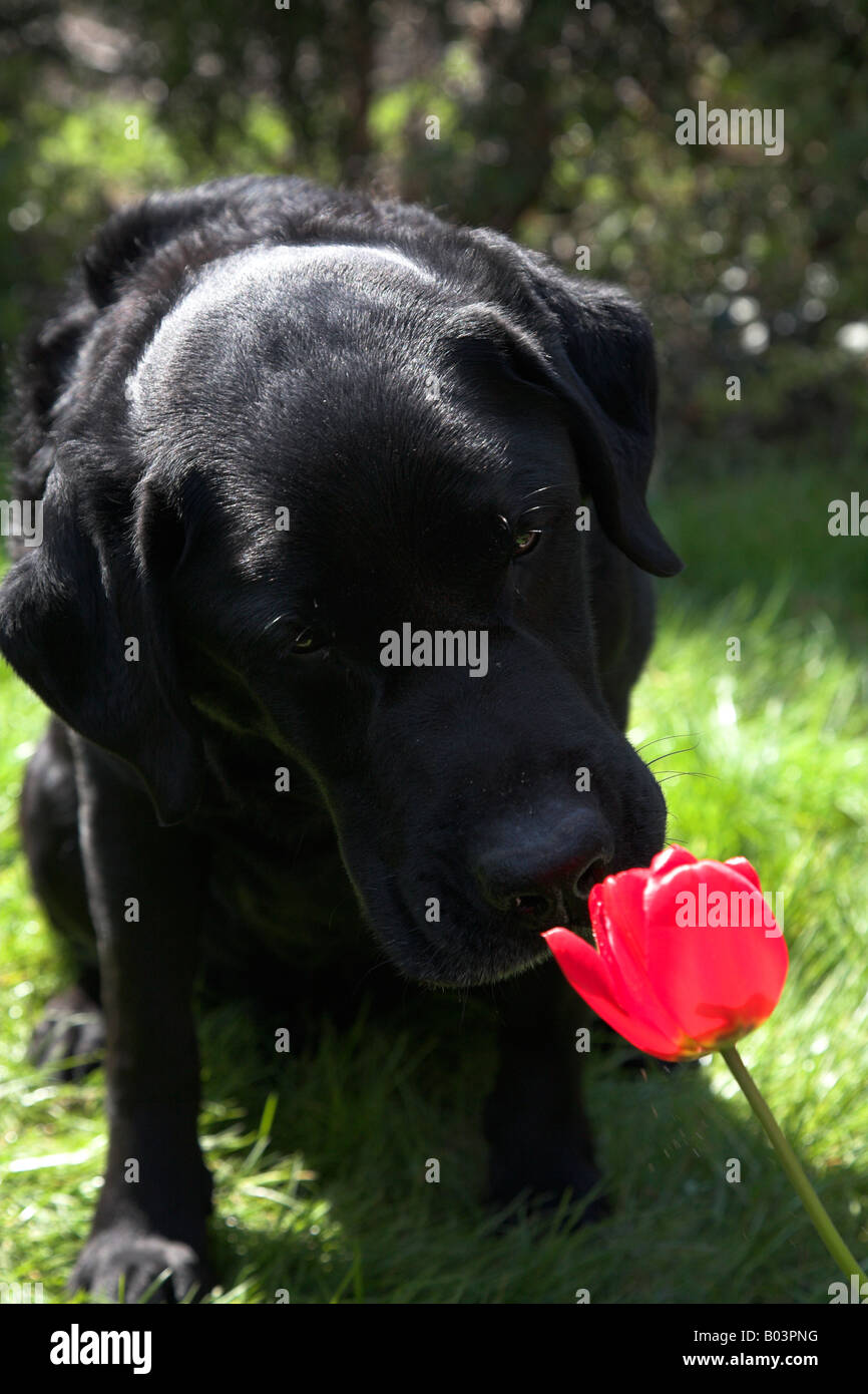 Black labrador retriever flower hi-res stock photography and images - Alamy