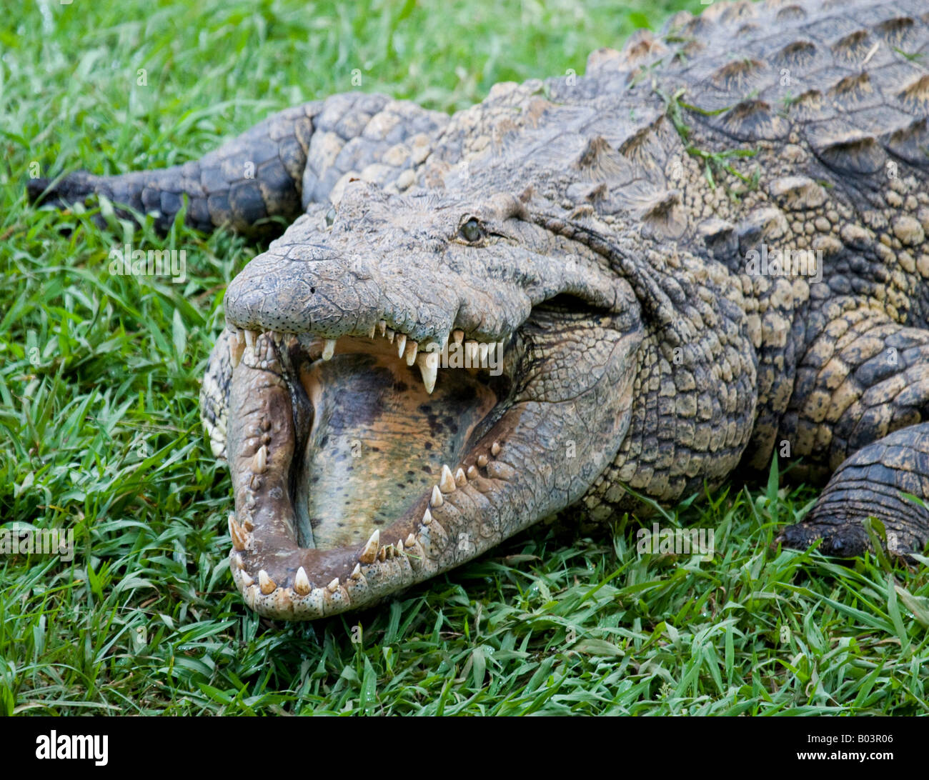 Crocodile photographed in Kwa Zulu Natal, South Africa Stock Photo - Alamy