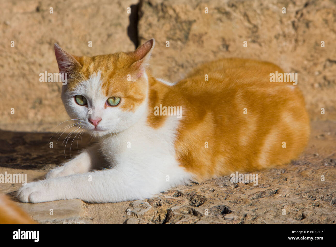 Palace cat hi-res stock photography and images - Alamy