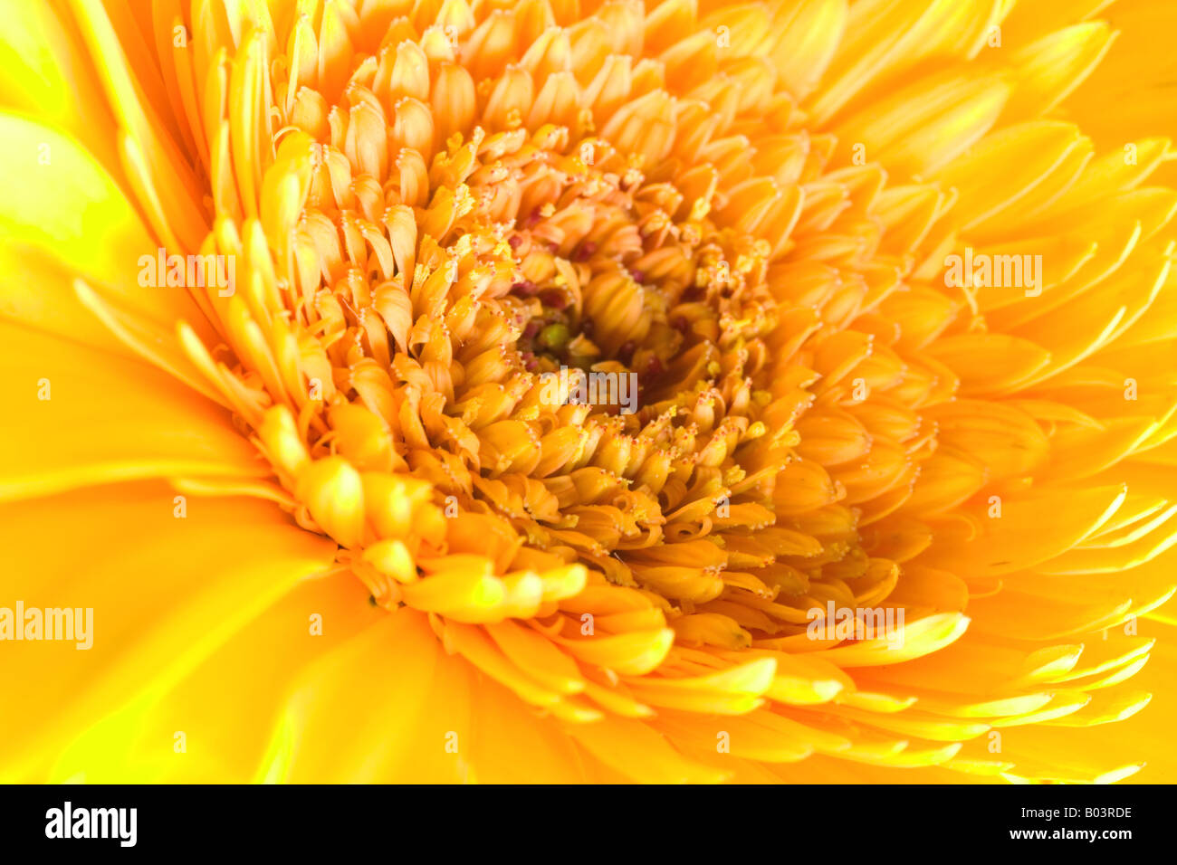 Yellow ragdoll sunflower closeup for a background with edgy lighting ...