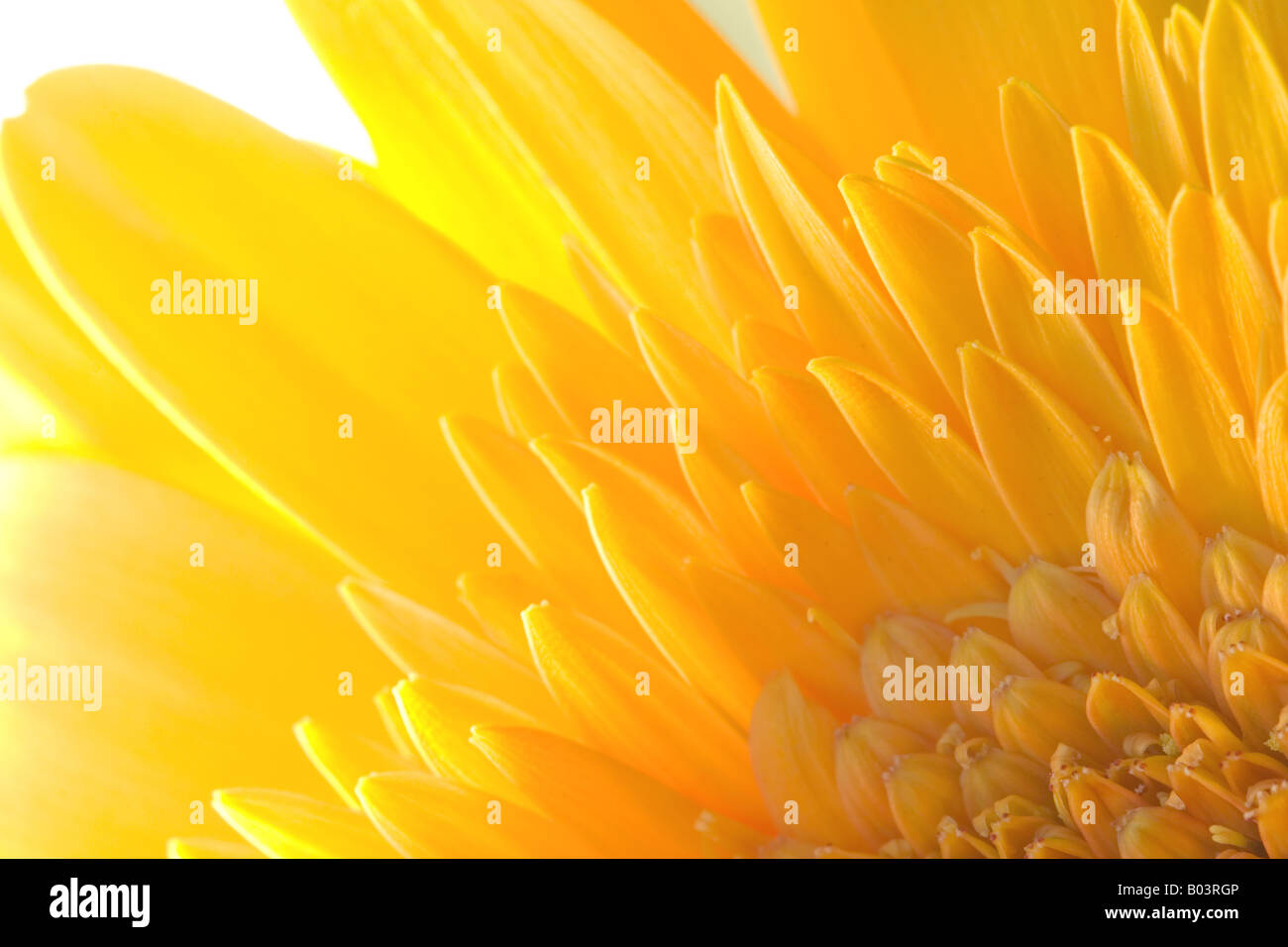 Yellow ragdoll sunflower closeup for a background with edgy lighting ...