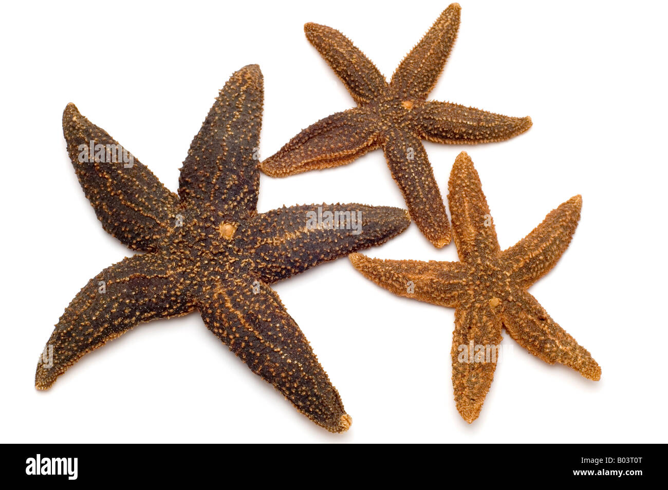object on white starfish Stock Photo - Alamy