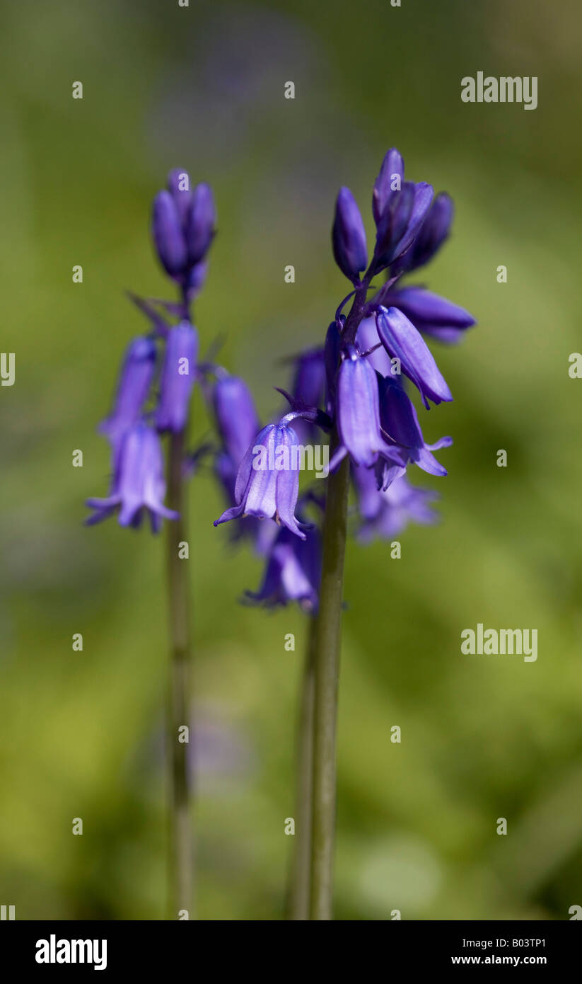 Bluebells in the spring hi-res stock photography and images - Alamy